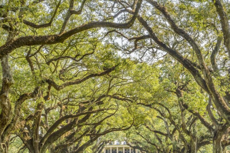 From New Orleans: Oak Alley Plantation Tour - Authentic Insights from Reviews