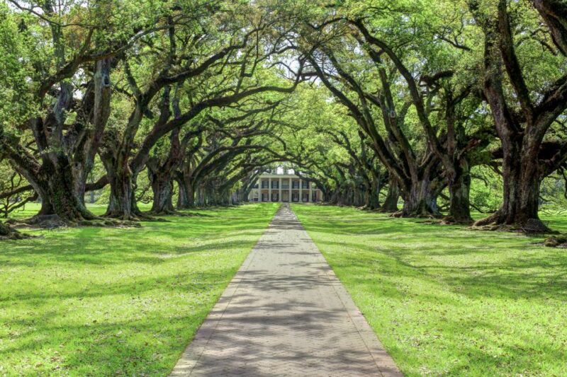 From New Orleans: Oak Alley Plantation Tour - Price & Value