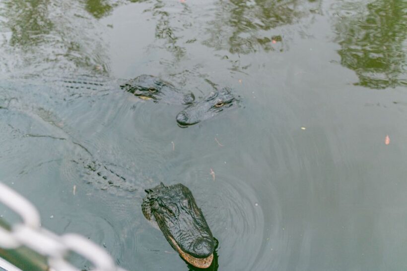 From New Orleans: Swamp Airboat, 2 Plantation Tours & Lunch - Who Would Love This Tour?