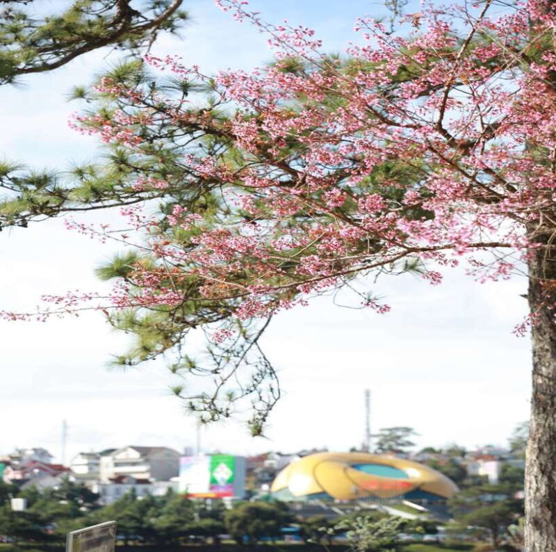 From Nha Trang: Day Trip to DaLat with Lunch - Itinerary Breakdown: What Makes Each Stop Special