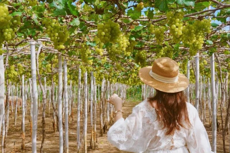 From Nha Trang: Day trip to Nam Cuong Sand Dunes, Phan Rang - Exploring Nam Cuong Sand Dunes