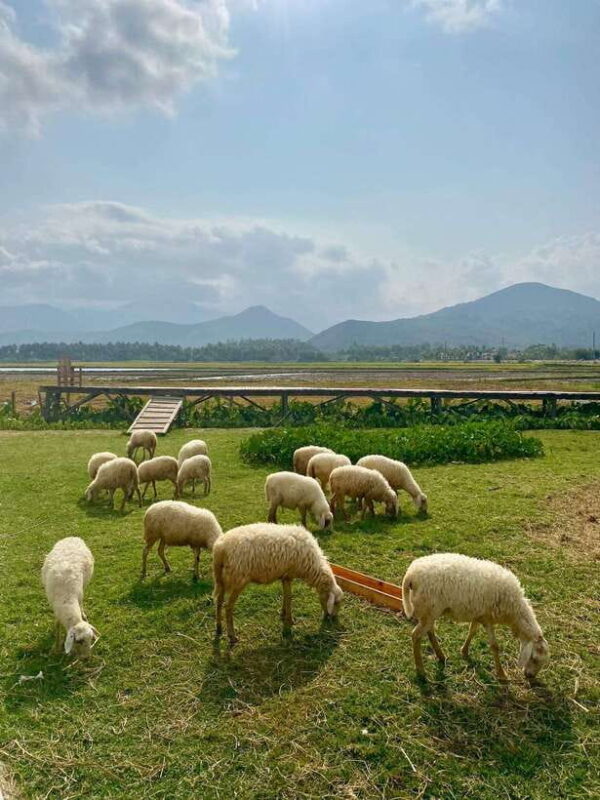 From Nha Trang: Phan Rang Tanyoli Sand Dunes Day Trip - Final Verdict