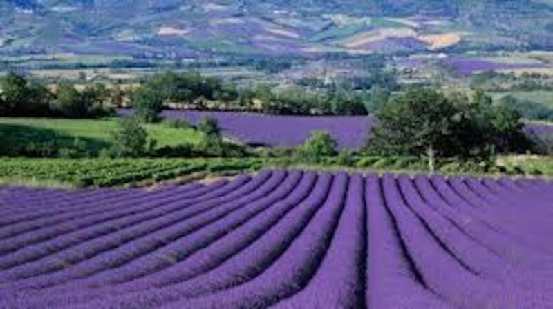 From Nice: Full-Day Provence and Lavender Tour - What the Reviews Say
