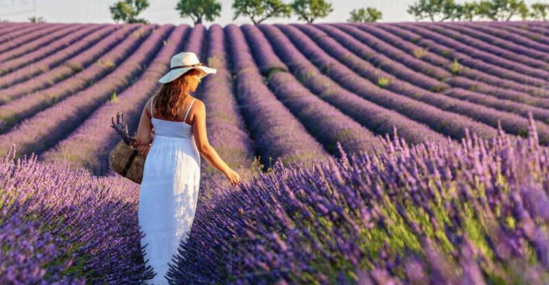 From Nice: Full-Day Provence and Lavender Tour - Who Should Consider This Tour?