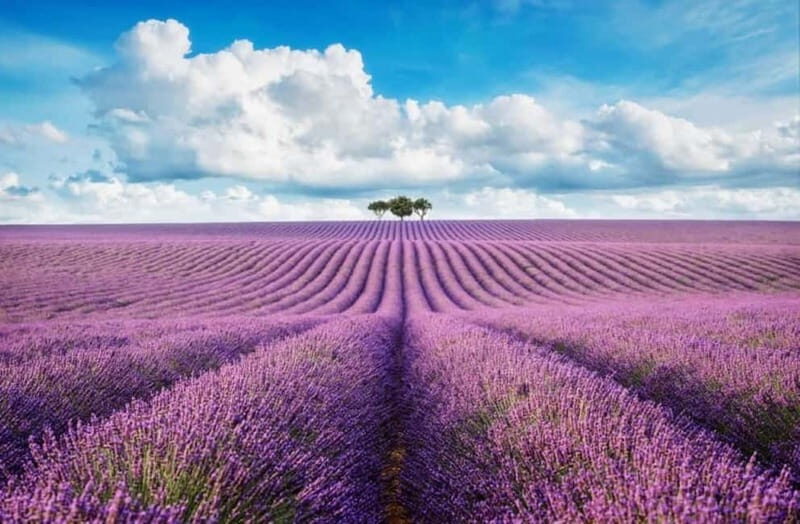 From Nice: Lavender Fields & Verdon Gorge Guided Day Tour - Who Will Love This Experience?