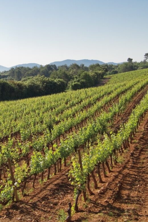 From Nice: Provence Wine Full-Day Tour - Authentic, Well-Structured, and Enjoyable