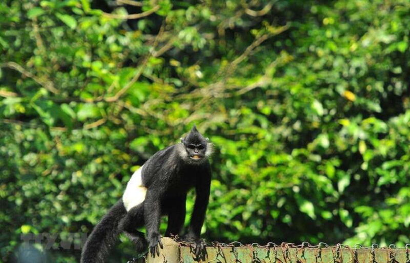 From Ninh Binh: Cuc Phuong National Park Day Trip with Lunch - Why This Tour Offers Good Value