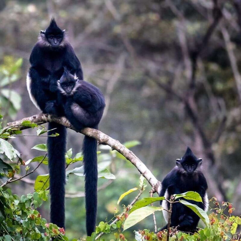From Ninh Binh Small Group Discover Cuc Phuong National Park - Key Points