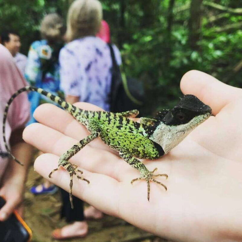 From Ninh Binh Small Group Discover Cuc Phuong National Park - Exploring the Heart of Cuc Phuong