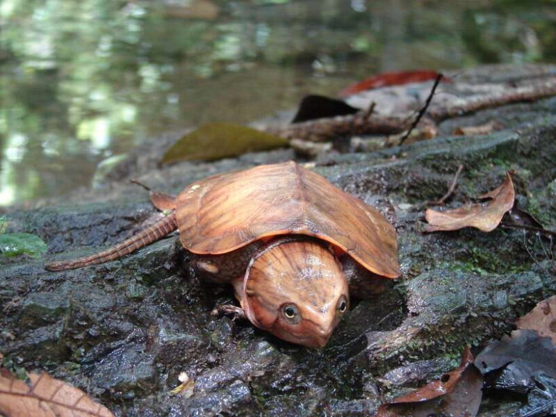 From Ninh Binh Small Group Discover Cuc Phuong National Park - Practical Tips for Future Travelers