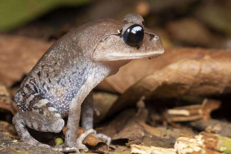From Ninh Binh Small Group Discover Cuc Phuong National Park - The Sum Up