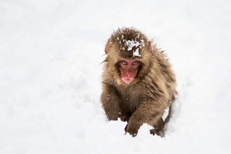 From Nozawa Onsen: Snow Monkeys and Zenko-ji Day Trip & Sake - Key Points