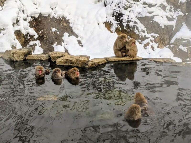 From Nozawa Onsen: Snow Monkeys and Zenko-ji Day Trip & Sake - Activities and Experiences