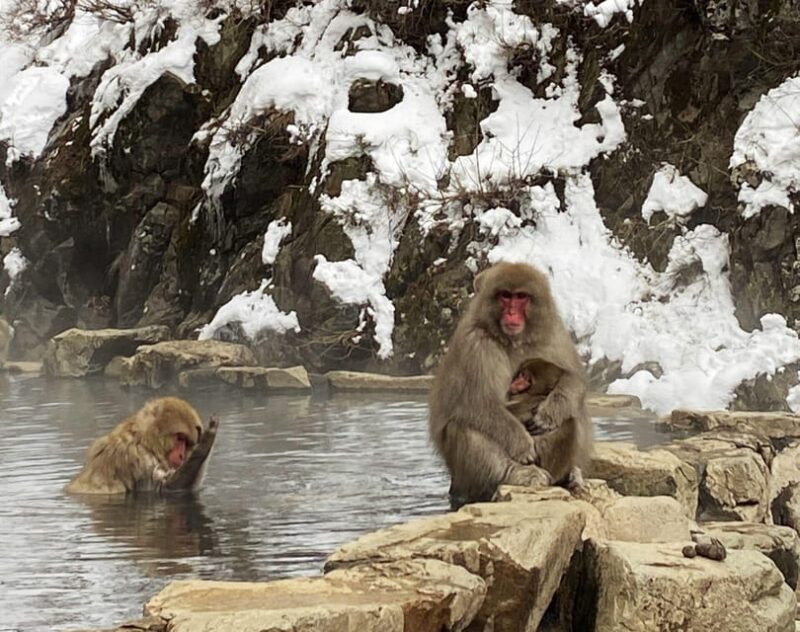 From Nozawa Onsen: Snow Monkeys and Zenko-ji Day Trip & Sake - Customer Testimonials