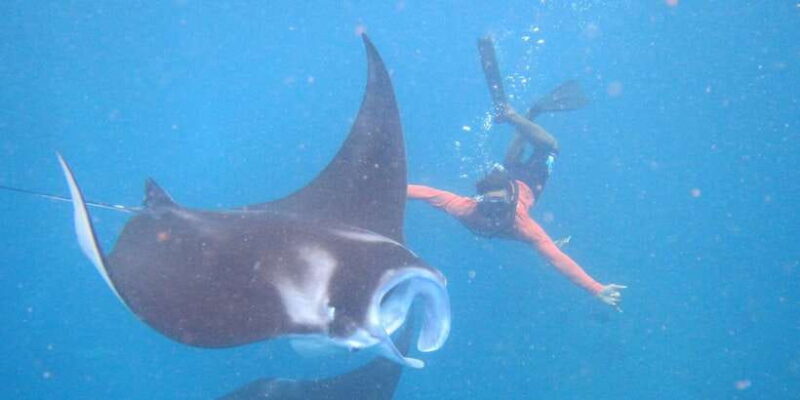 From Nusa Penida: 3 Spots Snorkeling Tour with Manta Rays - Key Points