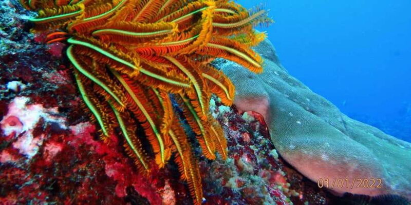 From Nusa Penida: 3 Spots Snorkeling Tour with Manta Rays - The Sum Up: Is This Tour Right for You?