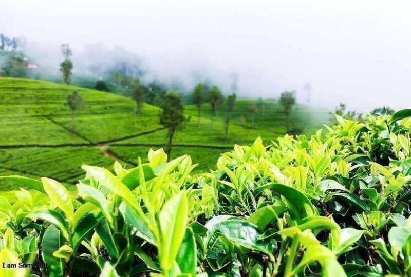 From Nuwara Eliya: Full Day to Kandy with Ambuluwawa Tower - FAQs