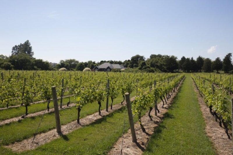 From NYC: Hamptons, Sag Harbor, and Outlet Shopping Day Trip - Discovering Long Island’s Charm: A Review of the "From NYC: Hamptons, Sag Harbor, and Outlet Shopping Day Trip"