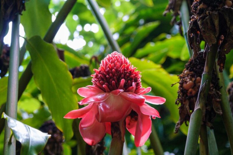 From Oahu: Kauai Waimea Canyon and Koke'e State Park Tour - Key Points