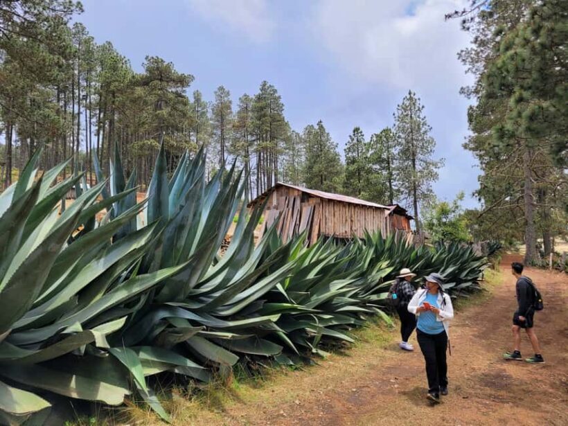From Oaxaca: Sierra Norte Hike & Indigenous Village Full-Day - Practical Tips for Participants