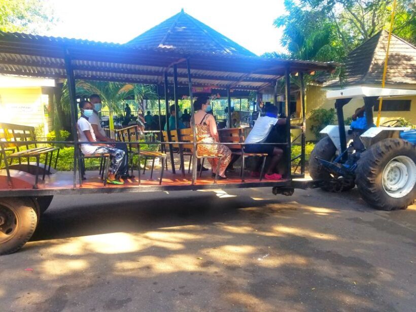 From Ocho Rios: Flavors of Jamaica Guided Food Tour - Practical Details and What to Expect