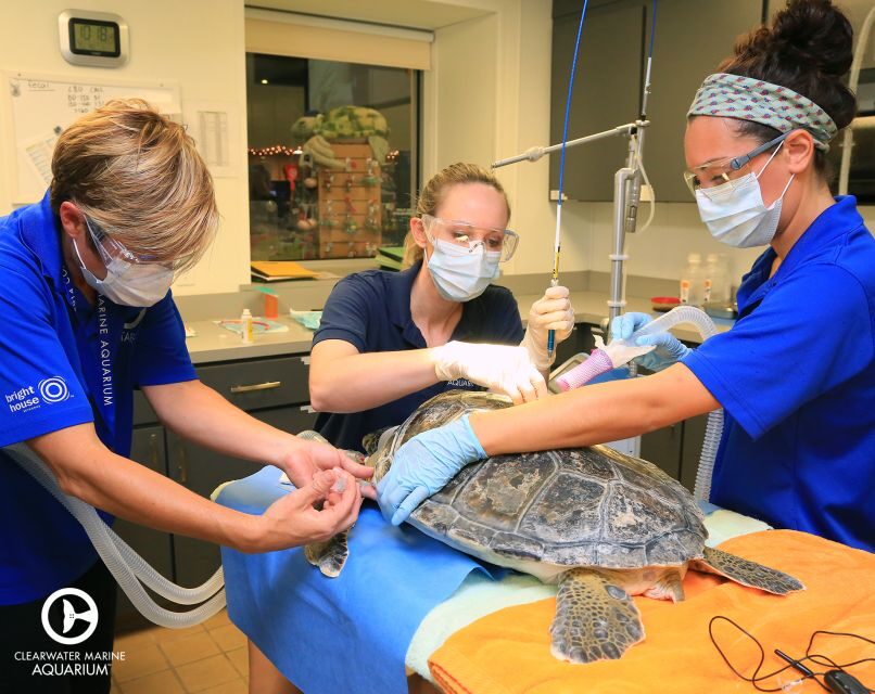 From Orlando: Clearwater Beach and Marine Aquarium Admission - A Closer Look at the Experience