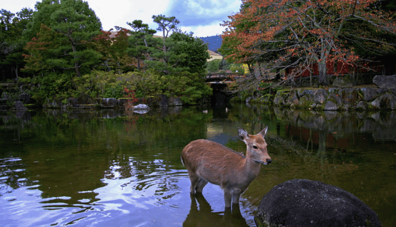 From Osaka: 10-hour Private Custom Tour to Nara - Experience Highlights