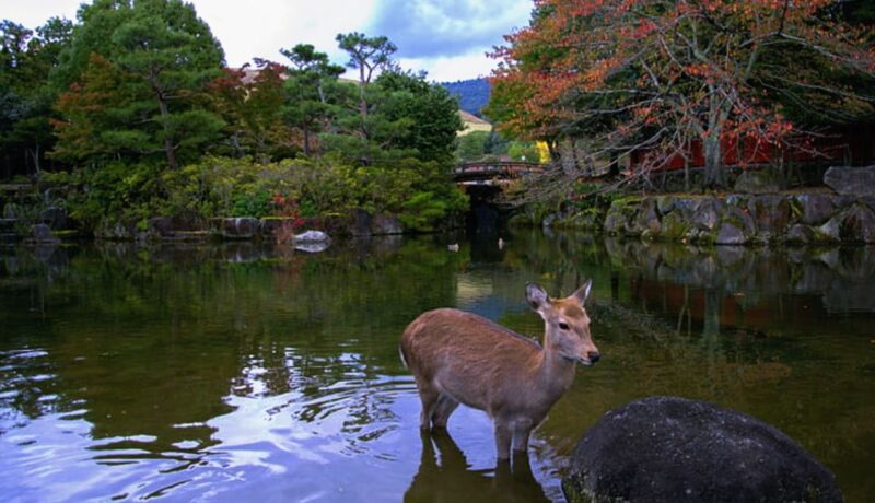 From Osaka: 10-hour Private Custom Tour to Nara - Itinerary Details
