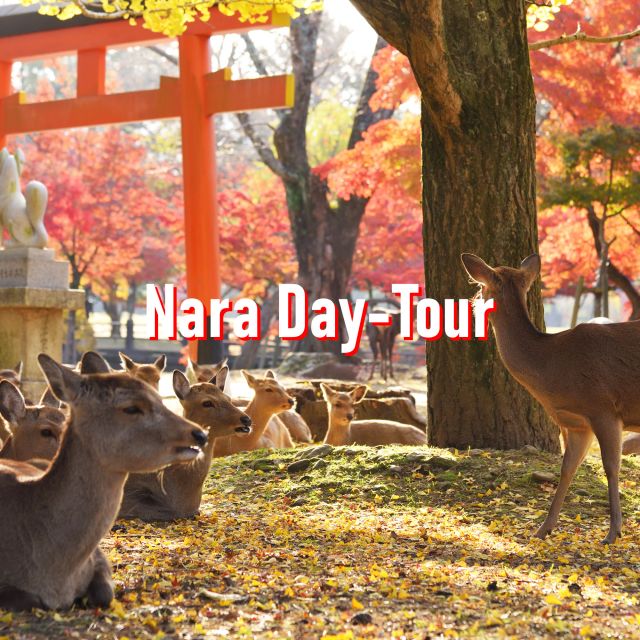 From Osaka: 10-hour Private Customized Tour to Nara - Transportation and Comfort