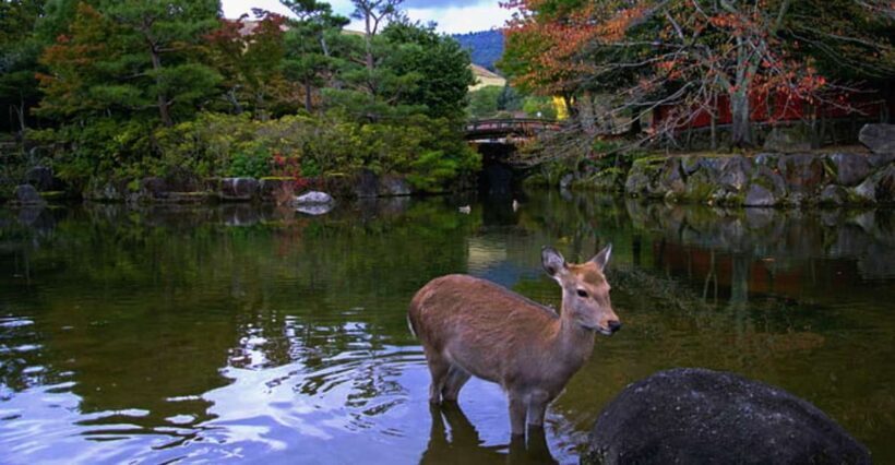 From Osaka: 10-hour Private Day Tour to Kyoto and Nara - Key Points