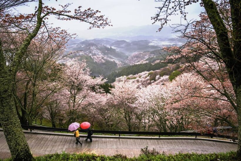 From Osaka: 10-hour Private Day Tour to Kyoto and Nara - Final Thoughts: Who Should Consider This Tour?