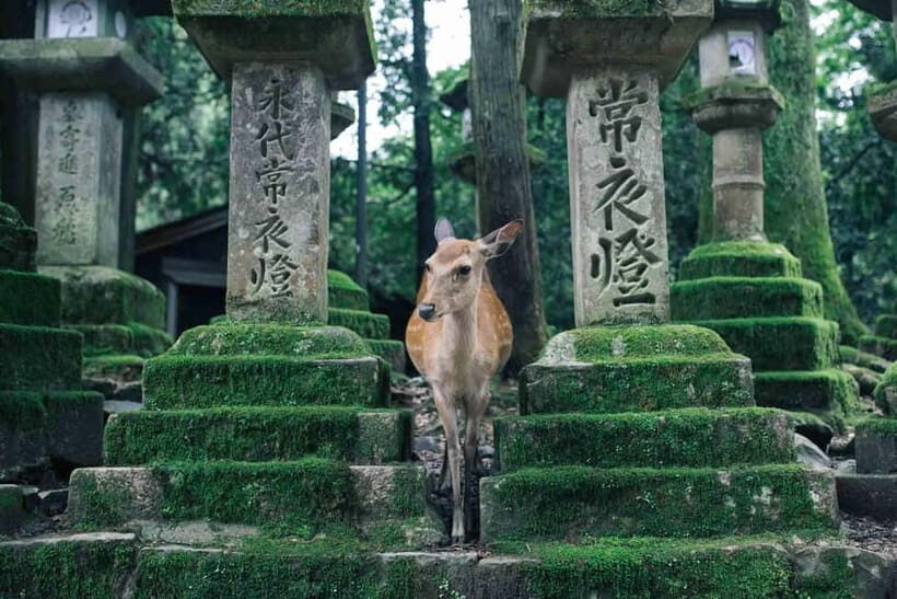 From Osaka: Kyoto and Nara Day Tour with Deer Sightings - An Honest Look at the Itinerary