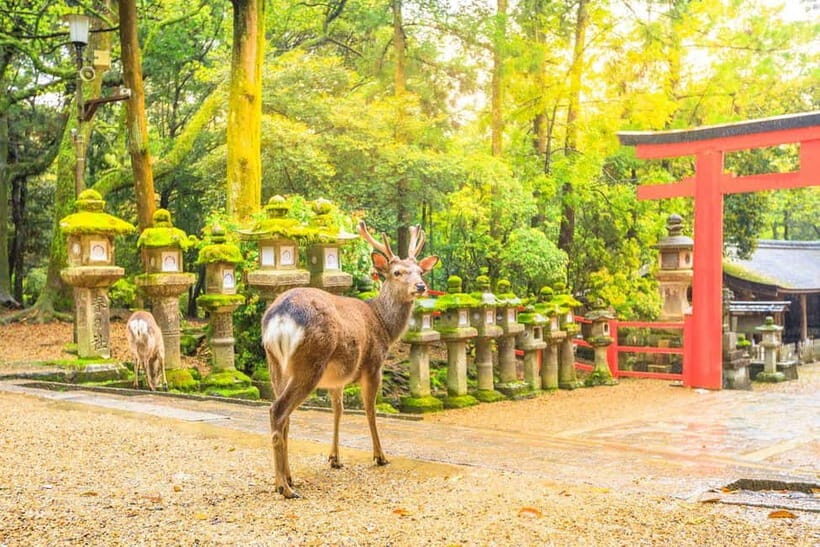 From Osaka: Kyoto and Nara Day Tour with Deer Sightings - Who Would Love This Tour?