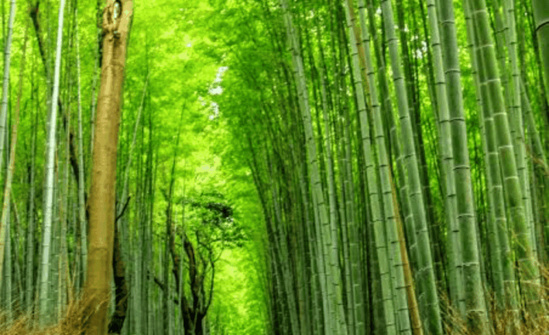 From Osaka: Kyoto Full Day Customized Private Tour - Why Choose This Tour