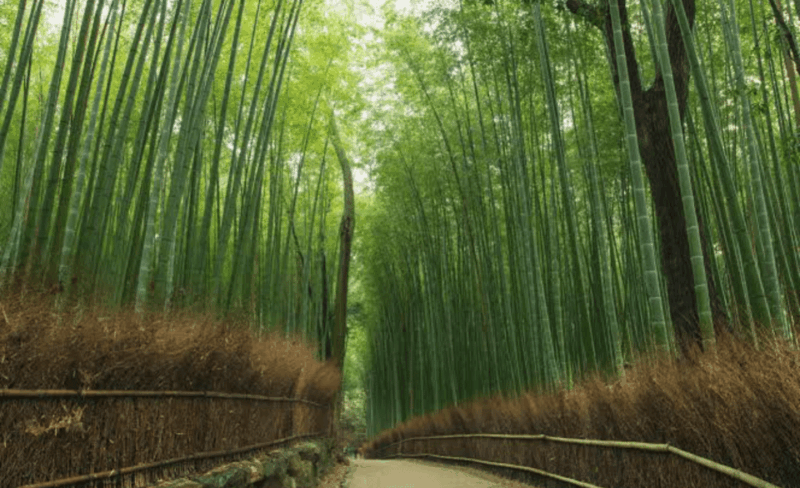 From Osaka: Kyoto Full Day Customized Private Tour - Frequently Asked Questions