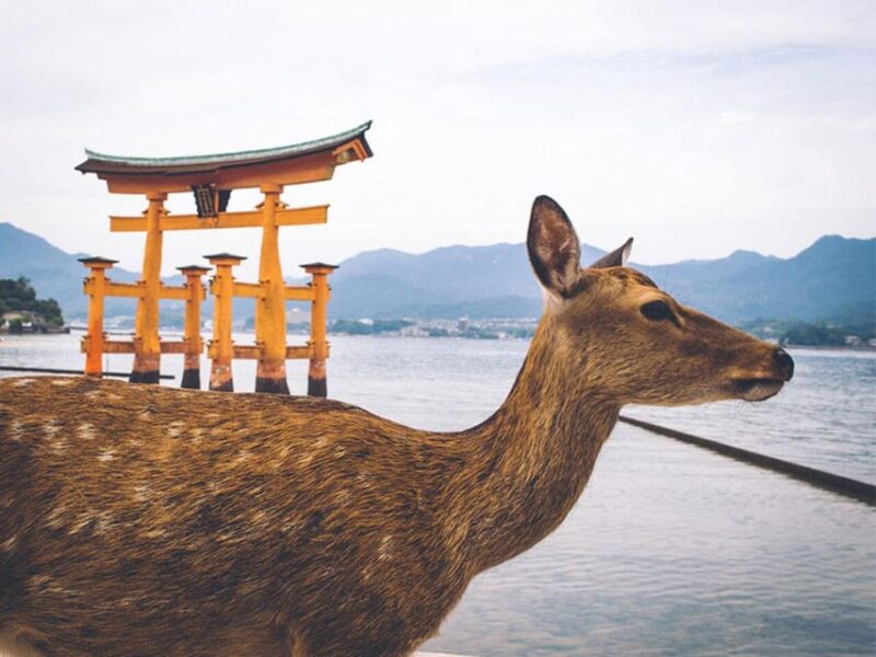 From Osaka/Kyoto: Hiroshima & Miyajima Private Guided Tour - Booking and Cancellation Policy