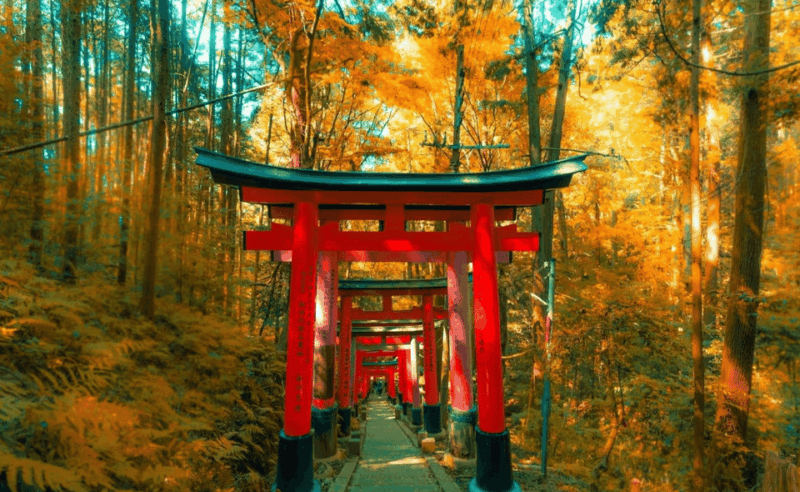 From Osaka/Kyoto: Kyoto & Nara Private Sightseeing Day Trip. - Itinerary and Highlights