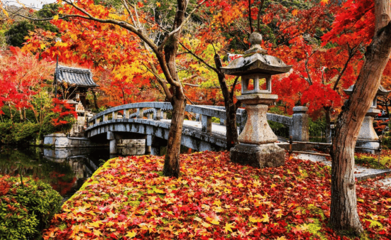 From Osaka/Kyoto: Kyoto & Nara Private Sightseeing Day Trip. - Pickup Locations and Guided Tours