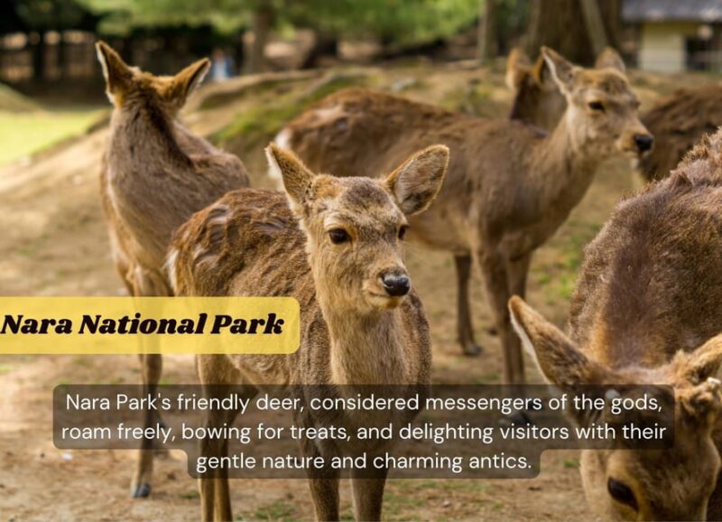 From Osaka/Kyoto: Kyoto & Nara Private Sightseeing Day Trip. - Important Information and Recommendations