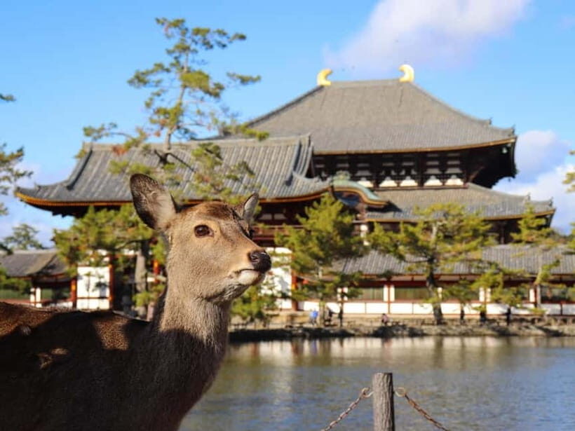 From Osaka: Kyoto & Nara Highlights Day Tour (7 attractions) - Final Thoughts