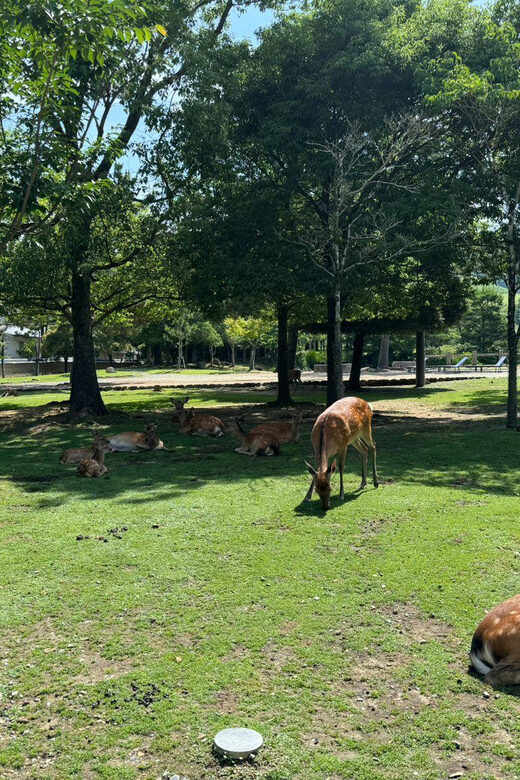 From Osaka/Kyoto: Nara One Day Private Tour - Introducing the Experience