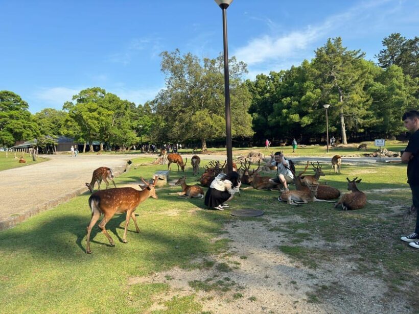 From Osaka/Kyoto: Nara One Day Private Tour - Practical Tips for Travelers