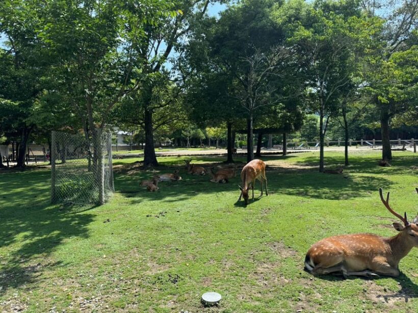 From Osaka/Kyoto: Nara One Day Private Tour - Who Is This Tour Best For?