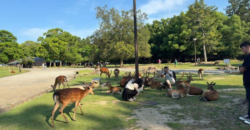 From Osaka/Kyoto: Nara One Day Private Tour - Optional Attractions and Recommendations