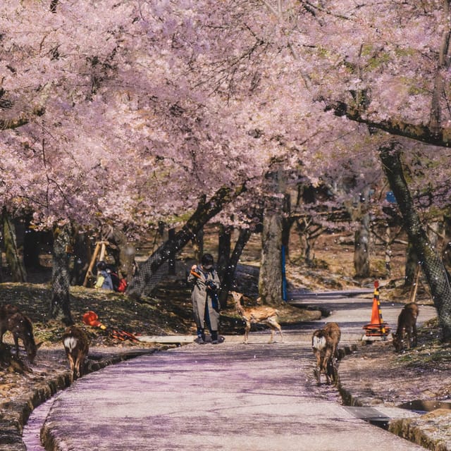 From Osaka/Kyoto: Private Kyoto and Nara Day Trip - Frequently Asked Questions