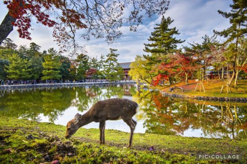 From Osaka/Kyoto: Private Kyoto & Nara Day Trip With Pickup - Customized and Personalized Experiences