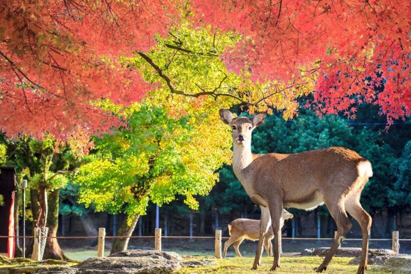 From Osaka: Nara Customizable Private Day Tour - An In-Depth Look at the Nara Private Day Tour