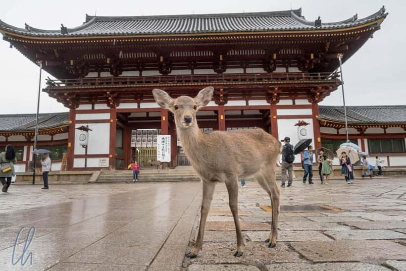 From Osaka: Nara, Kiyomizu-dera & Fushimi Inari Trip - Key Points