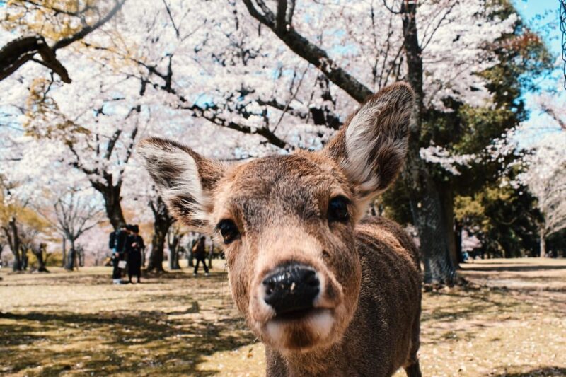 From Osaka: Nara Private Customizable Day Tour - Nara Park and Iconic Sites