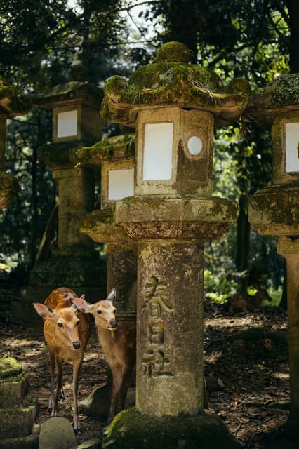 From Osaka: Nara Private Customizable Day Tour - Optional Activities